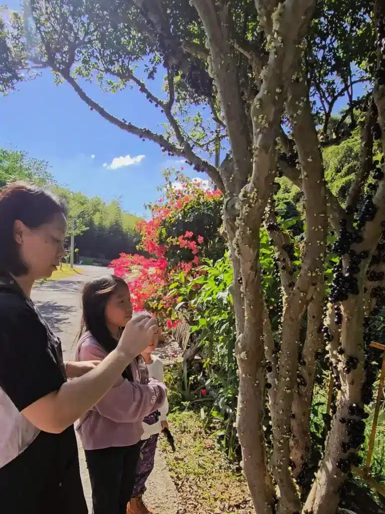 Family-friendly Attractions And Accommodations In Miaoli - Dahu